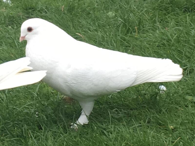 Pure white Turkish pigeons | Birdtrader