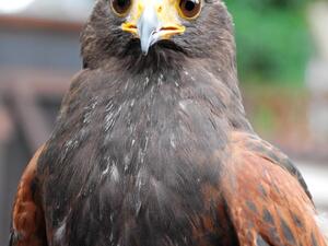 Harris Hawk Birds of Prey for sale | Birdtrader