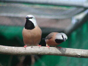 Finches for sale | Birdtrader