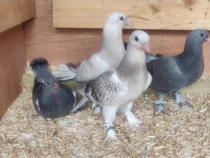 Turkish Takla - London | Birdtrader