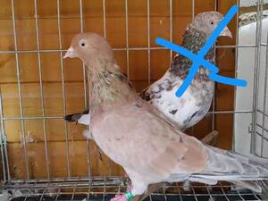 ALMOND PIGEONS VERY CLEAN BIRDS. | Birdtrader