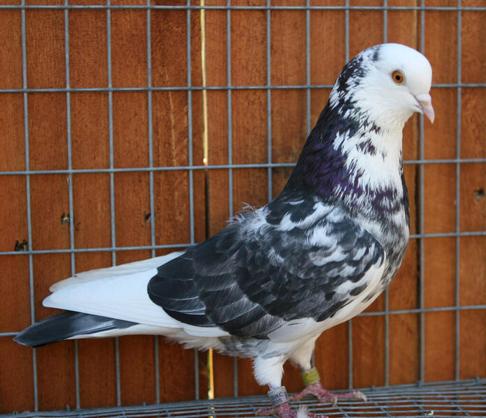 Quality roller pigeons in rare colours | Birdtrader