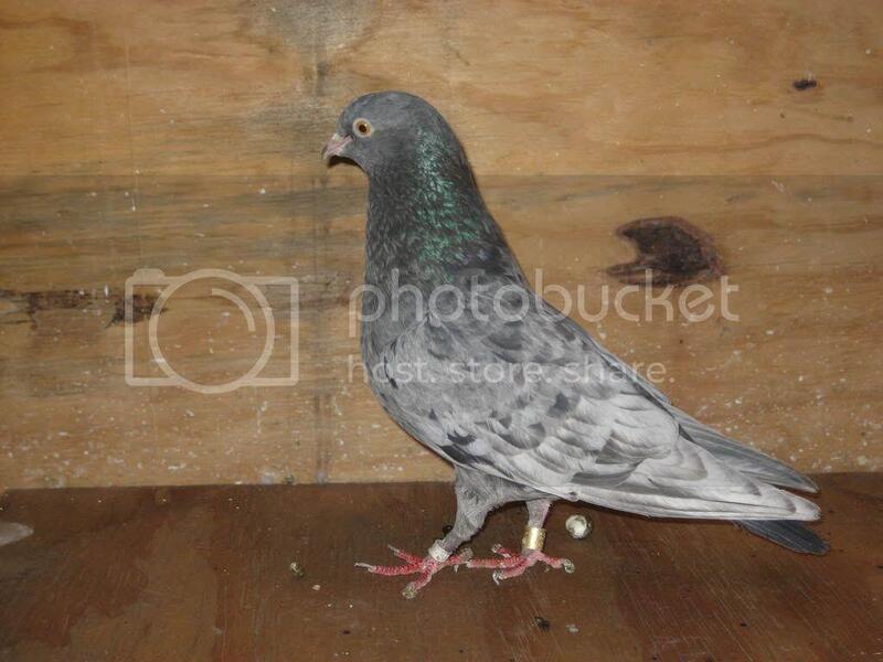 Quality roller pigeons in rare colours | Birdtrader