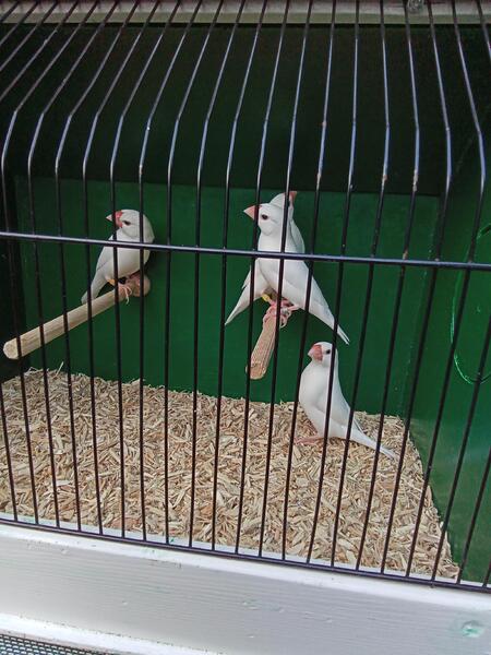 Java Sparrows for sale | Birdtrader