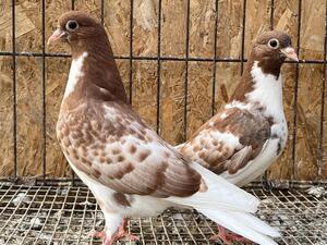 ALMOND ROLLER PIGEONS QUALITY BIRDS | Birdtrader