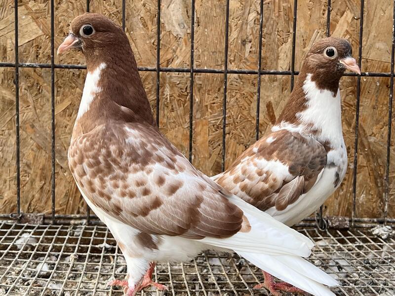 DEEP ROLLER/SPINNER AND HIGHFLYER TIPPLER PIGEONS FOR SALE | Birdtrader