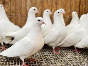 PURE WHITE GENUINE GARDEN DOVES SUITABLE FOR AVARIES DOVECOTES OR SHEDS ...