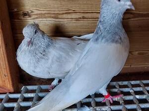 ALMOND PIGEONS VERY CLEAN BIRDS. | Birdtrader