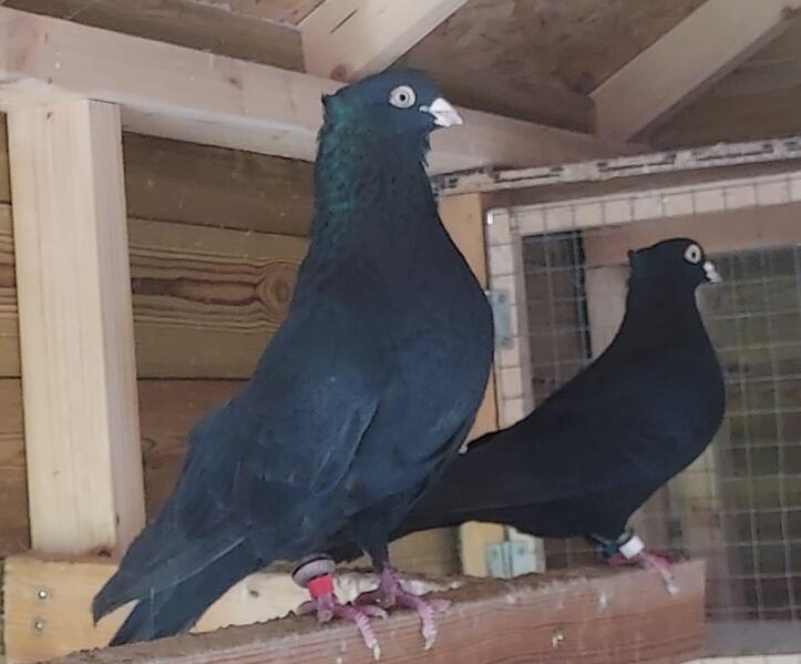 Iranian pigeons Abdani | Birdtrader