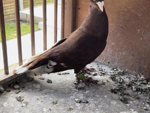 TURKISH TAKLA SHOW QUALITY BIRDS | Birdtrader