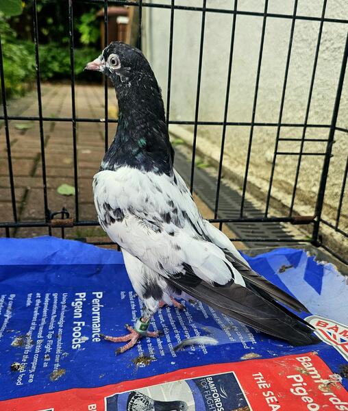 PURE TEDDY PIGEONS | Birdtrader
