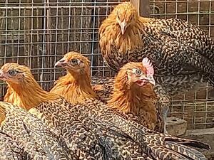 Chickens for sale | Birdtrader