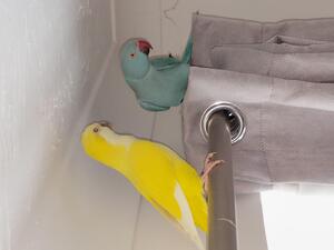 Baby Quaker talking parrots | Birdtrader