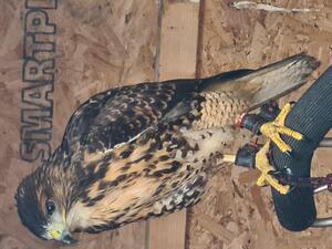 Hawks for sale | Birdtrader