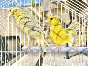 Canaries for sale | Birdtrader