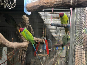 Parakeets for sale | Birdtrader
