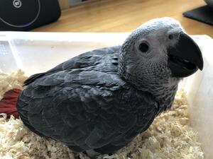 African Greys for sale | Birdtrader