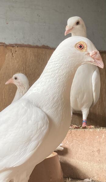 White racing pigeons | Birdtrader