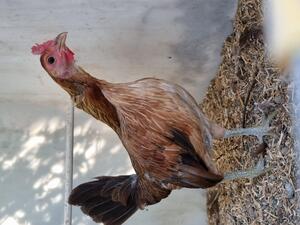 Brass back American game fowl - purebred | Birdtrader