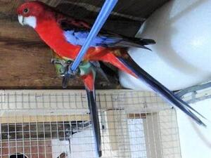 Parakeets for sale | Birdtrader