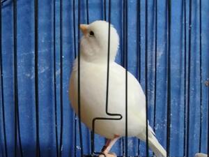 Cages for sale | Birdtrader