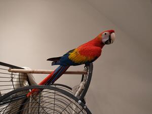 Macaws for sale | Birdtrader