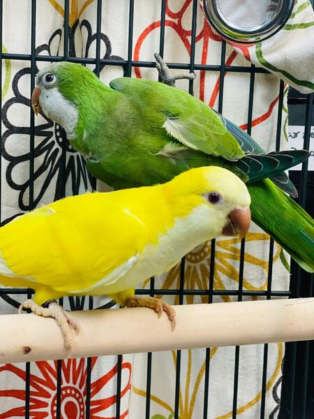 Beautiful baby Quaker Talking parrot | Birdtrader