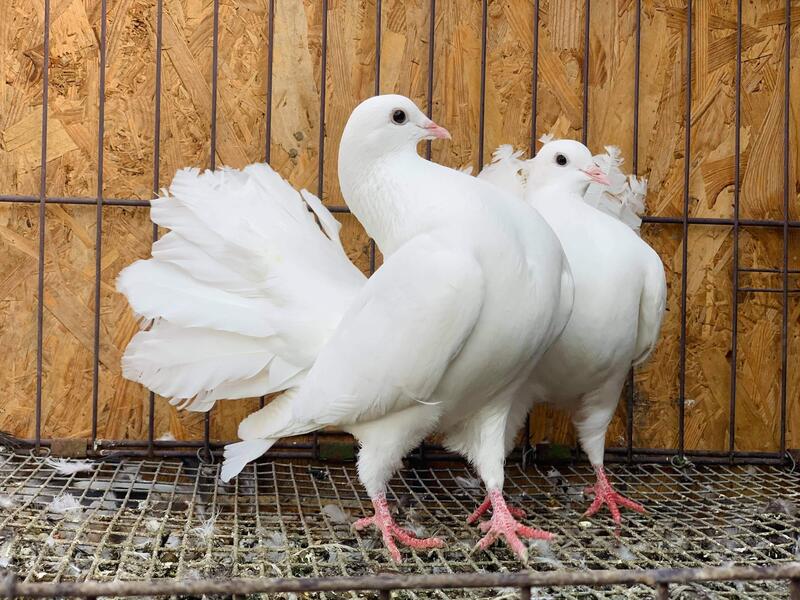 PURE WHITE ENGLISH GARDEN FANTAIL DOVES FOR SALE | Birdtrader