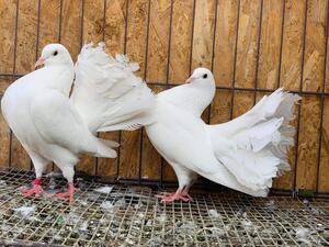 PURE WHITE GENUINE GARDEN DOVES SUITABLE FOR AVARIES DOVECOTES OR SHEDS ...