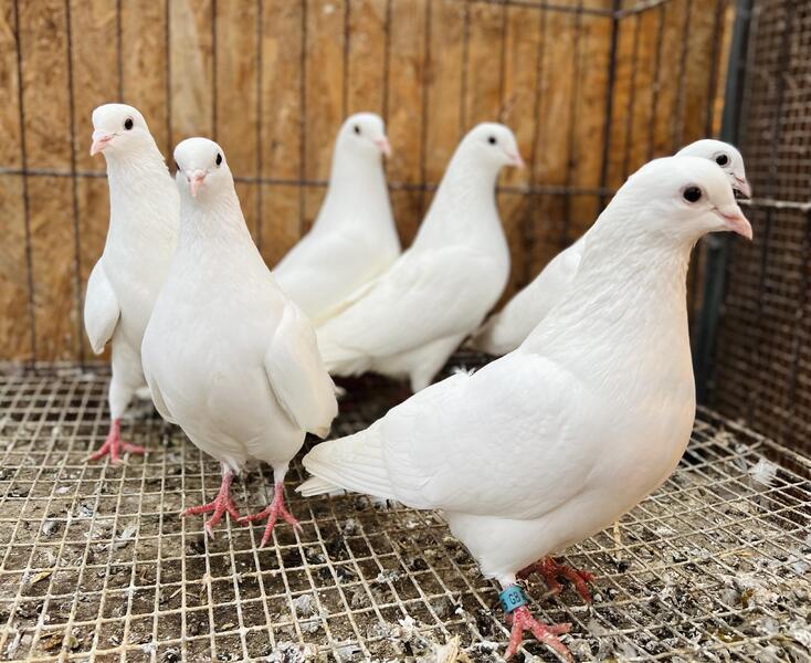 PURE WHITE ENGLISH STRAIGHT TAILED DOVES FOR SALE | Birdtrader