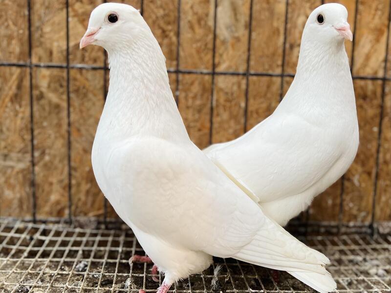 PURE WHITE ENGLISH STRAIGHT TAILED DOVES FOR SALE | Birdtrader