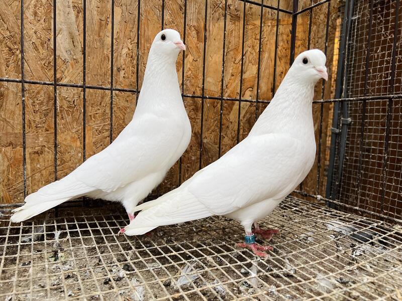 PURE WHITE ENGLISH STRAIGHT TAILED DOVES FOR SALE | Birdtrader