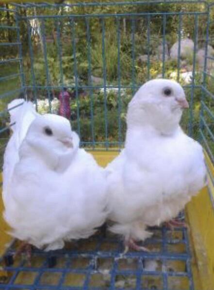 Pure white Chinese owls pigeons for sale | Birdtrader