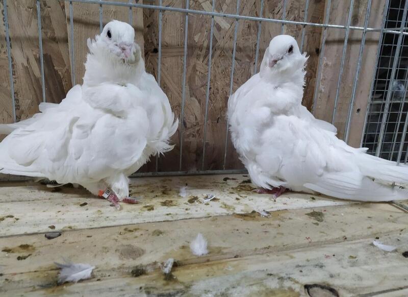 Pure white Chinese owls pigeons for sale | Birdtrader