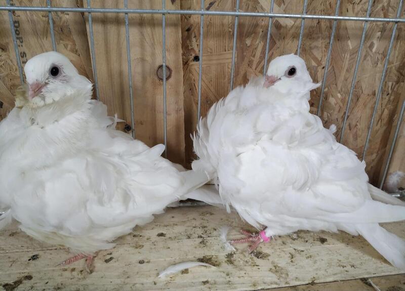 Pure white Chinese owls pigeons for sale | Birdtrader
