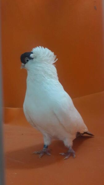 Helmet pigeons for sale | Birdtrader