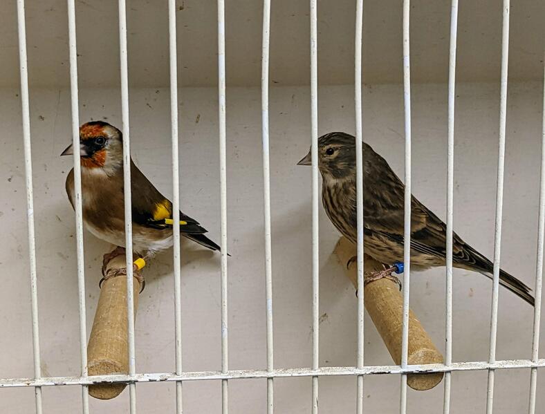 Goldfinch cock Linnet hen for sale | Birdtrader