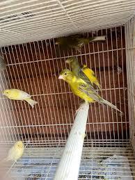 irish fancy canaries | Birdtrader