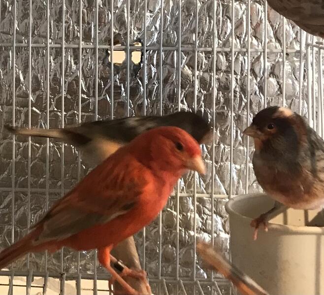 Red Agate Topaz Canaries for sale | Birdtrader