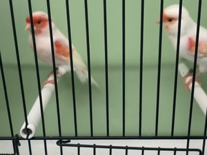 Fife clear buff cocks | Birdtrader