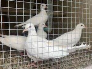 Doves for sale | Birdtrader