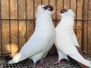 Pigeons for sale | Birdtrader