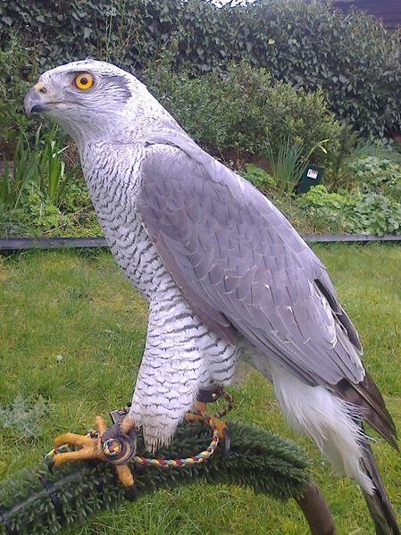 Breeding pair off pure albidus silver"s Goshawk"s | Birdtrader