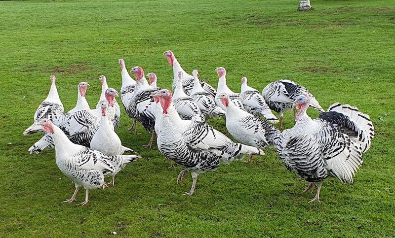 Rare Breed PIED CROLLWITZER TURKEYS FOR SALE | Birdtrader