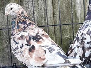 ALMOND ROLLER PIGEONS QUALITY BIRDS | Birdtrader