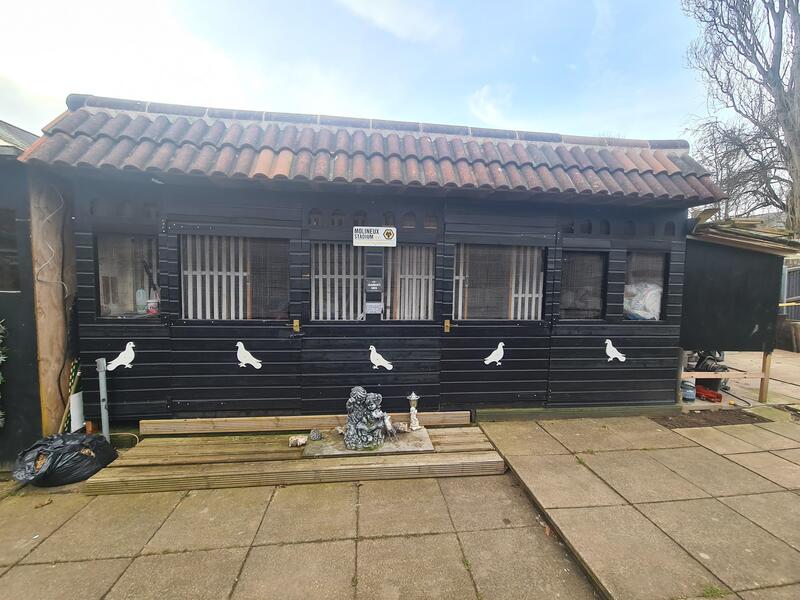 18 ft x 8 ft Pigeon loft for sale | Birdtrader