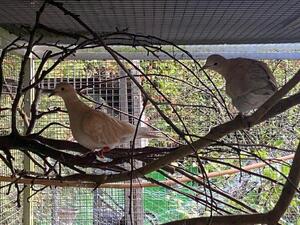 PURE WHITE ENGLISH STRAIGHT TAILED DOVES FOR SALE | Birdtrader