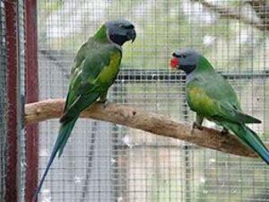 Parakeets for sale | Birdtrader