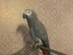 African Greys for sale | Birdtrader