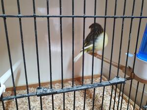 Canaries for sale | Birdtrader